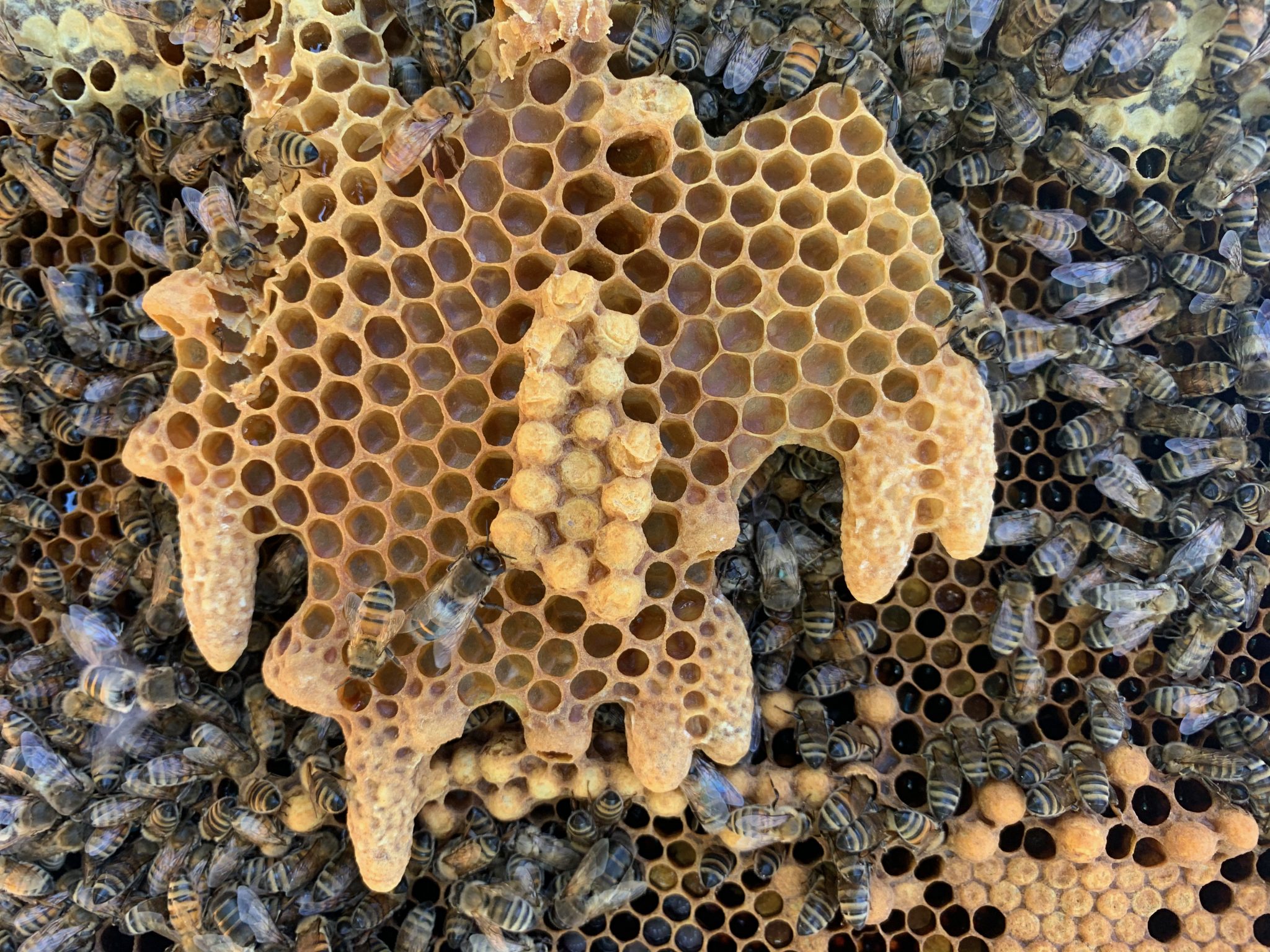 Types of Comb and What They Tell Us About Our Bees - Backyard Beekeeping